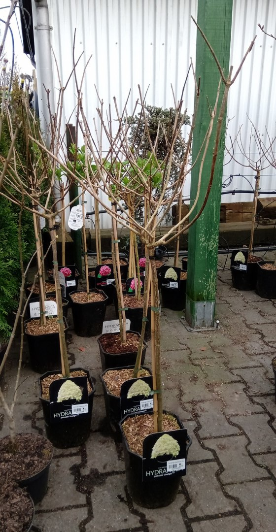 Hortensja bukietowa Magical Candle pienna Hydrangea paniculata ...